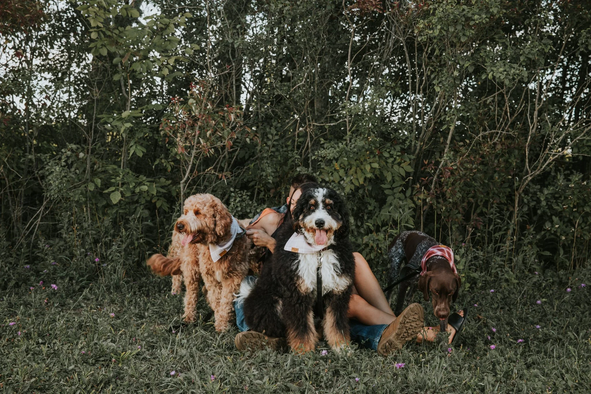 Griswold Goldens | Branding — Jamie Pankow Photography