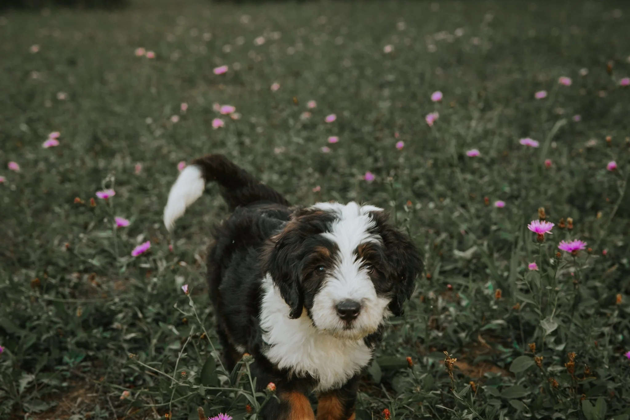 Griswold Goldens | Branding — Jamie Pankow Photography