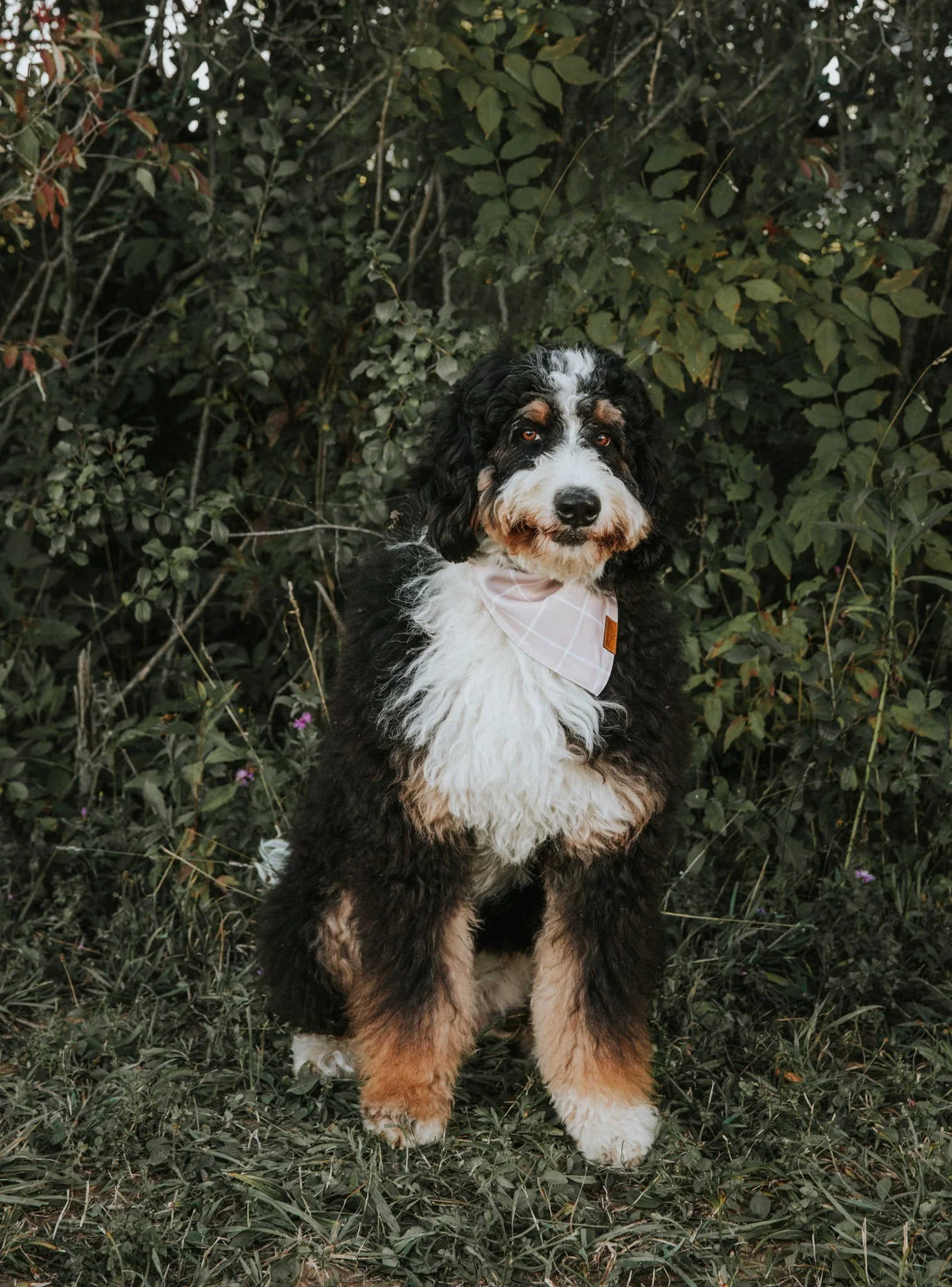 Griswold Goldens | Branding — Jamie Pankow Photography