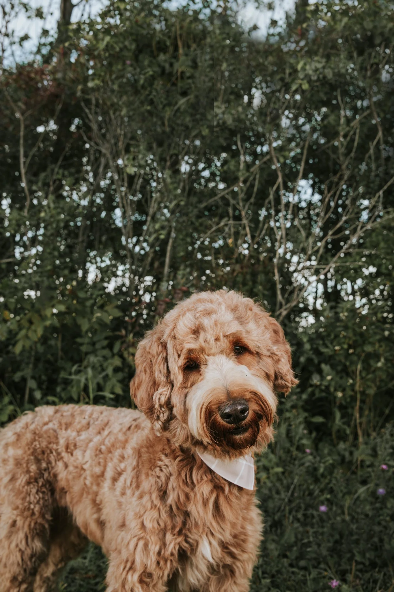 Griswold Goldens | Branding — Jamie Pankow Photography