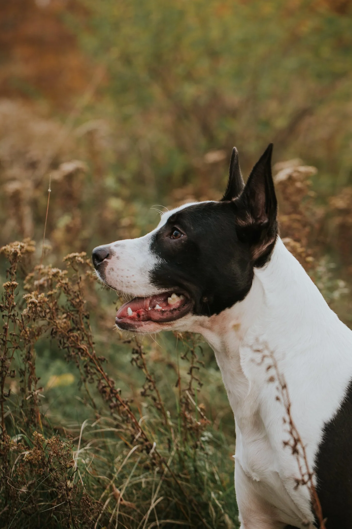 Nicole, Jared and Nash Pet Session — Jamie Pankow Photography