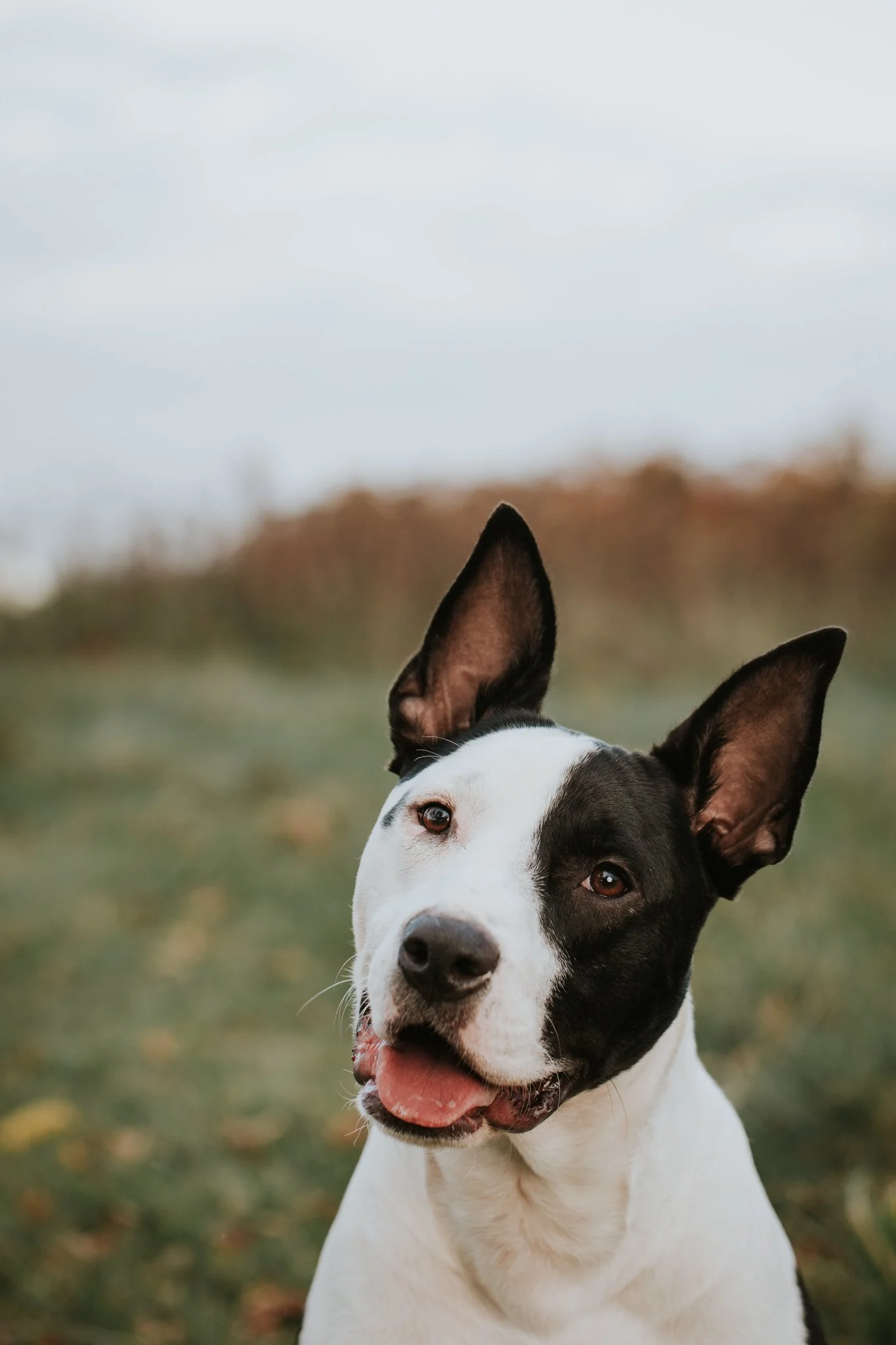 Nicole, Jared and Nash Pet Session — Jamie Pankow Photography