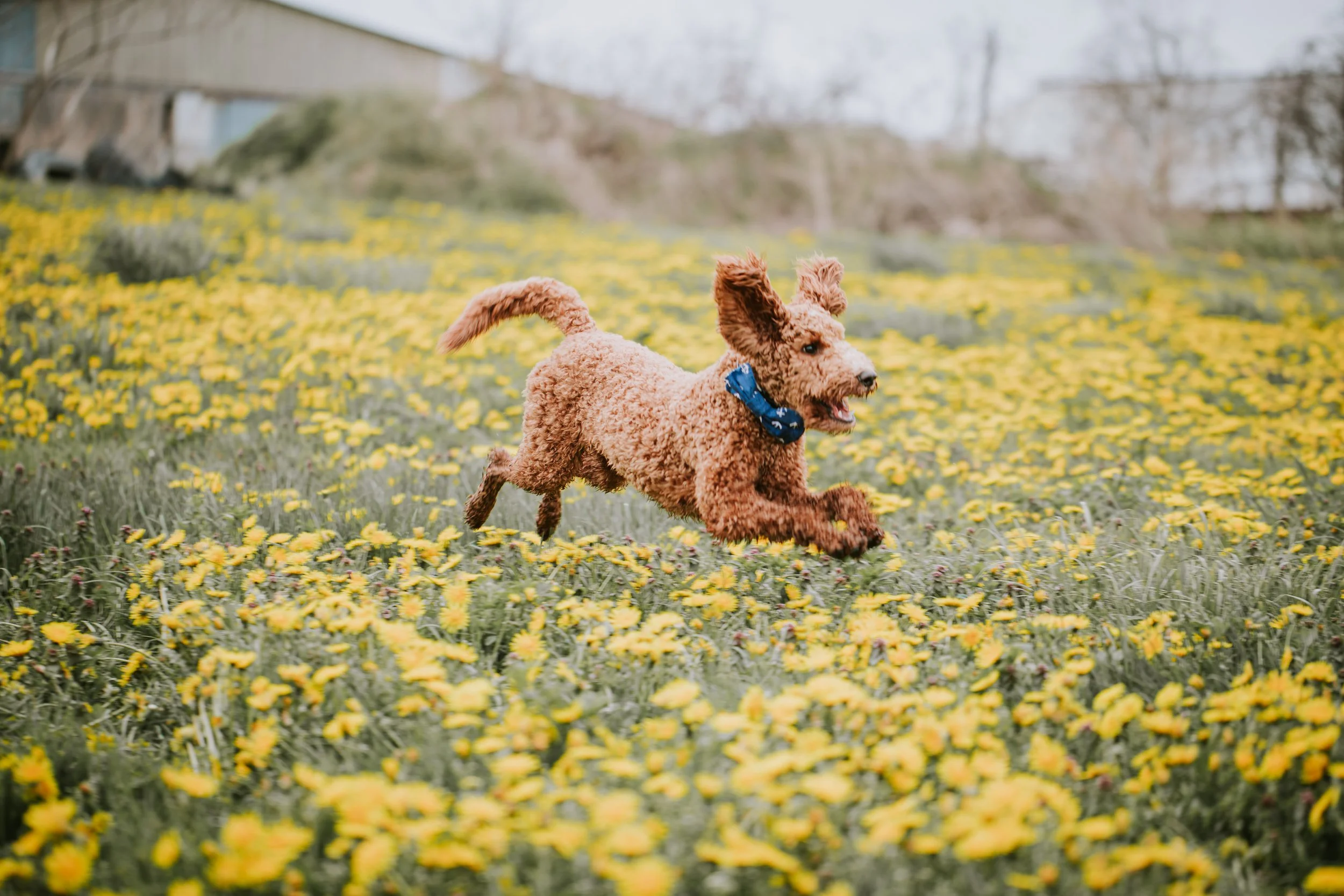 WHY ACTIVE DOGS MAKE FOR EXCITING SESSIONS — Jamie Pankow Photography