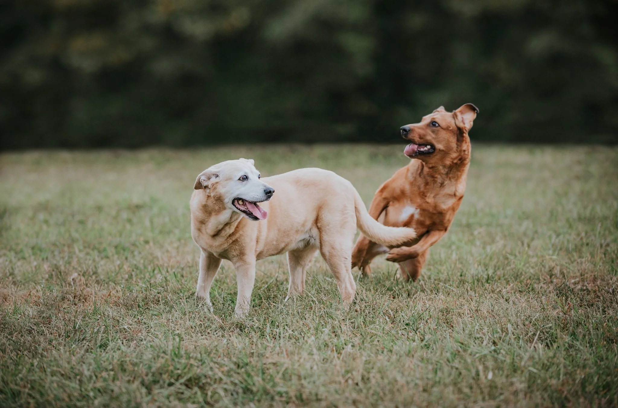 WHY ACTIVE DOGS MAKE FOR EXCITING SESSIONS — Jamie Pankow Photography