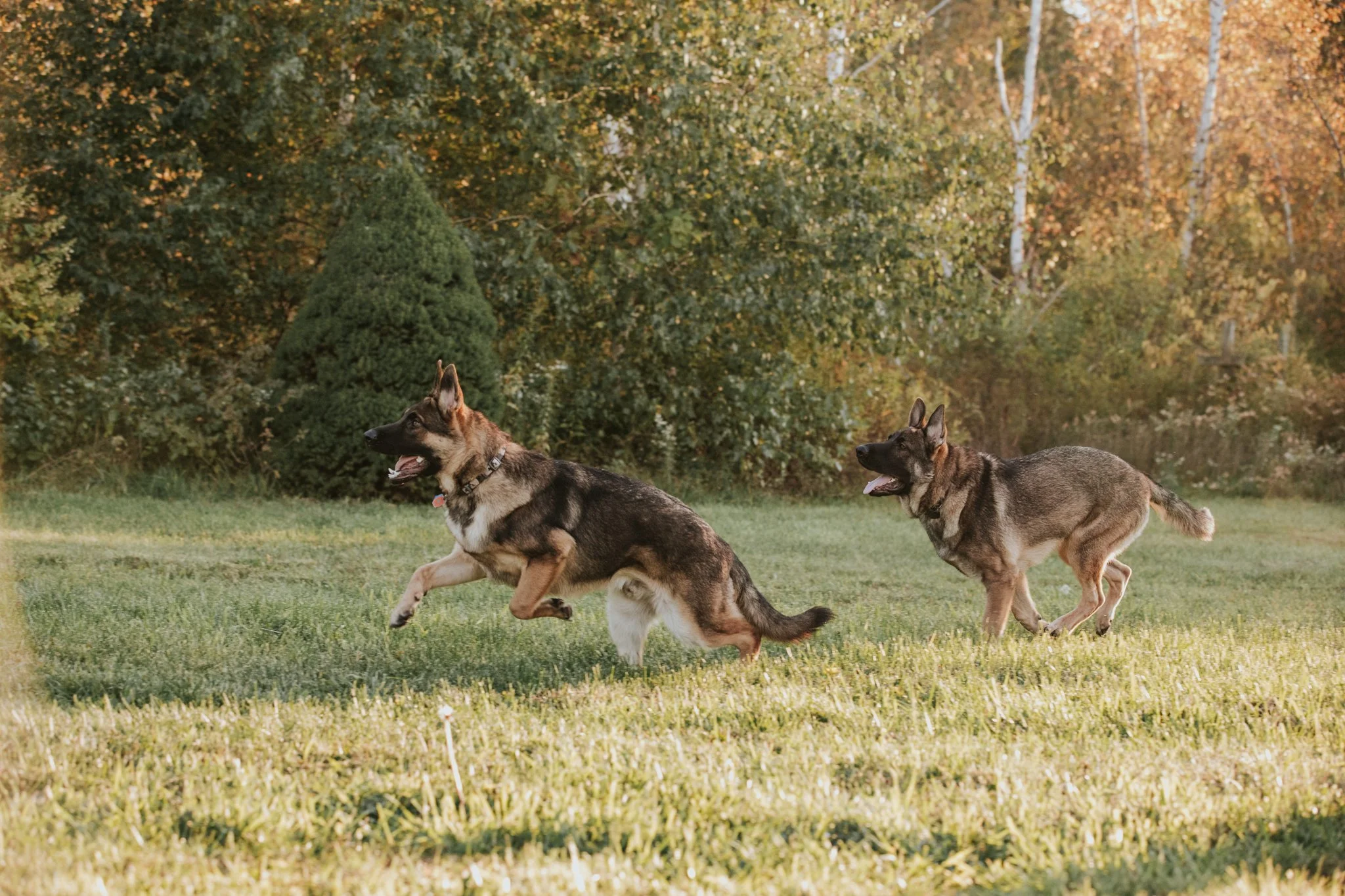 WHY ACTIVE DOGS MAKE FOR EXCITING SESSIONS — Jamie Pankow Photography