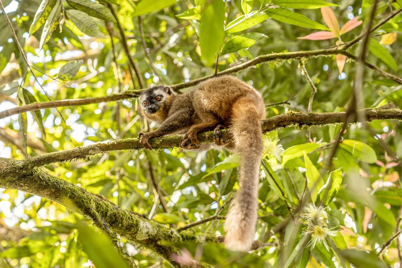 Conservation in Action: Protecting Madagascar's Unique Biodiversity ...