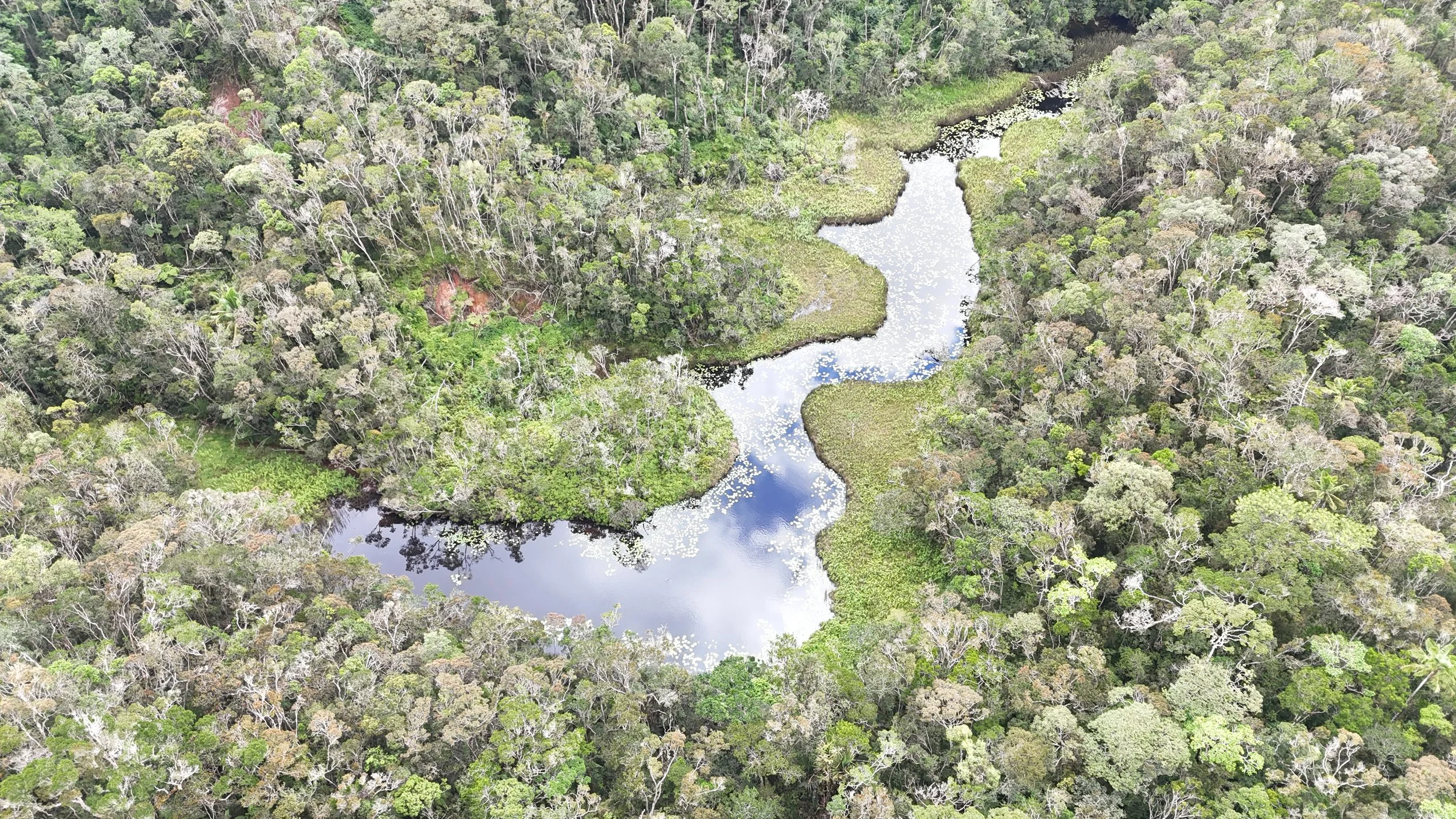 Happy World Rainforest Day — Feedback Madagascar