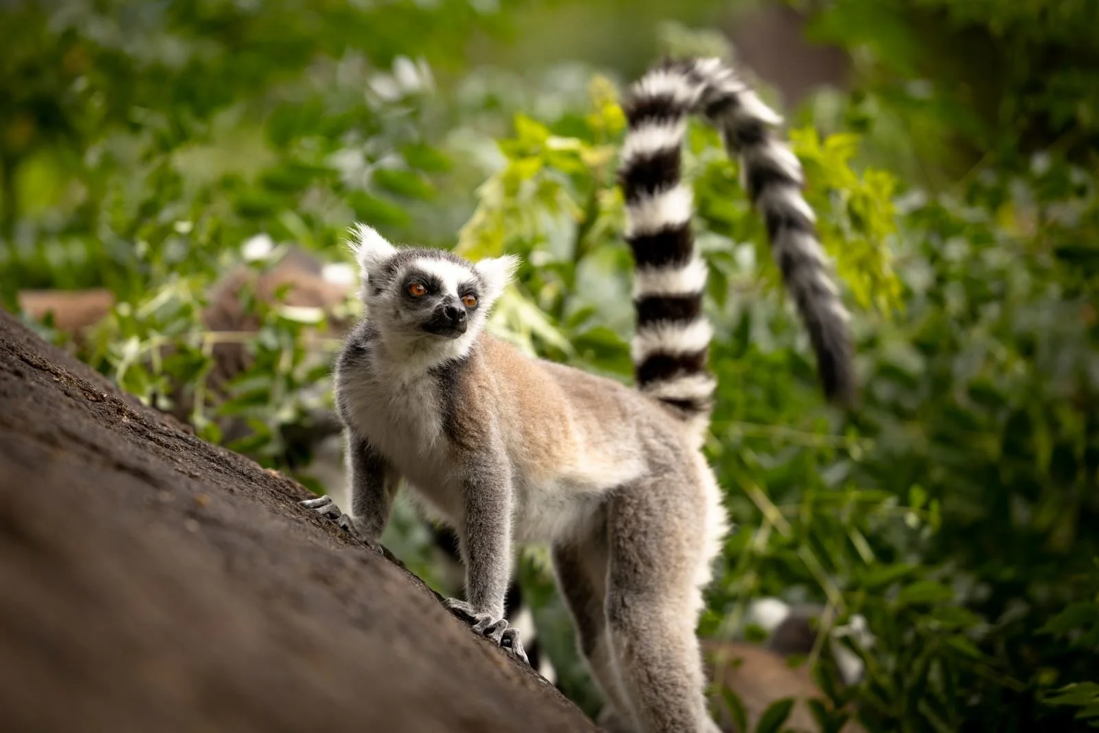 Photos from the Anja Reserve — Feedback Madagascar