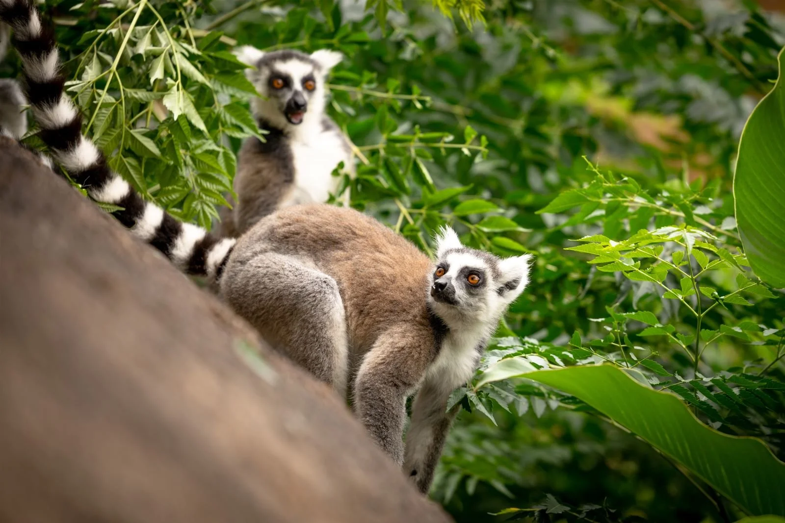 Photos from the Anja Reserve — Feedback Madagascar