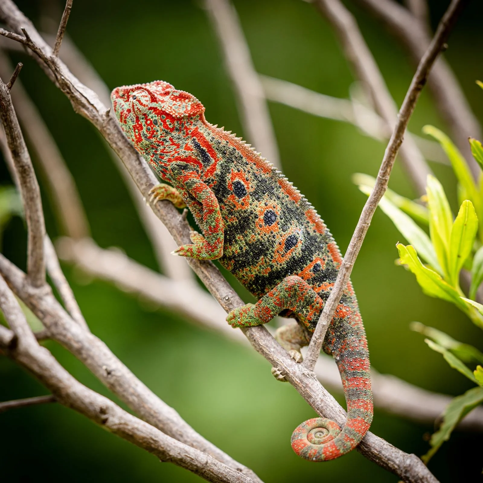 Photos from the Anja Reserve — Feedback Madagascar