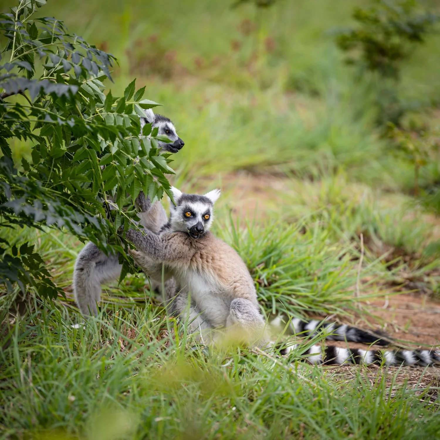 Photos from the Anja Reserve — Feedback Madagascar