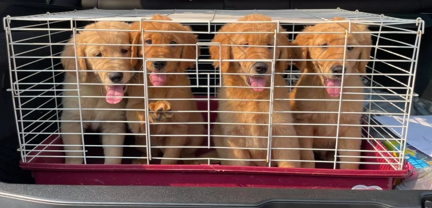 Services — Mountain View Kennels - Luxury Dog Hotel