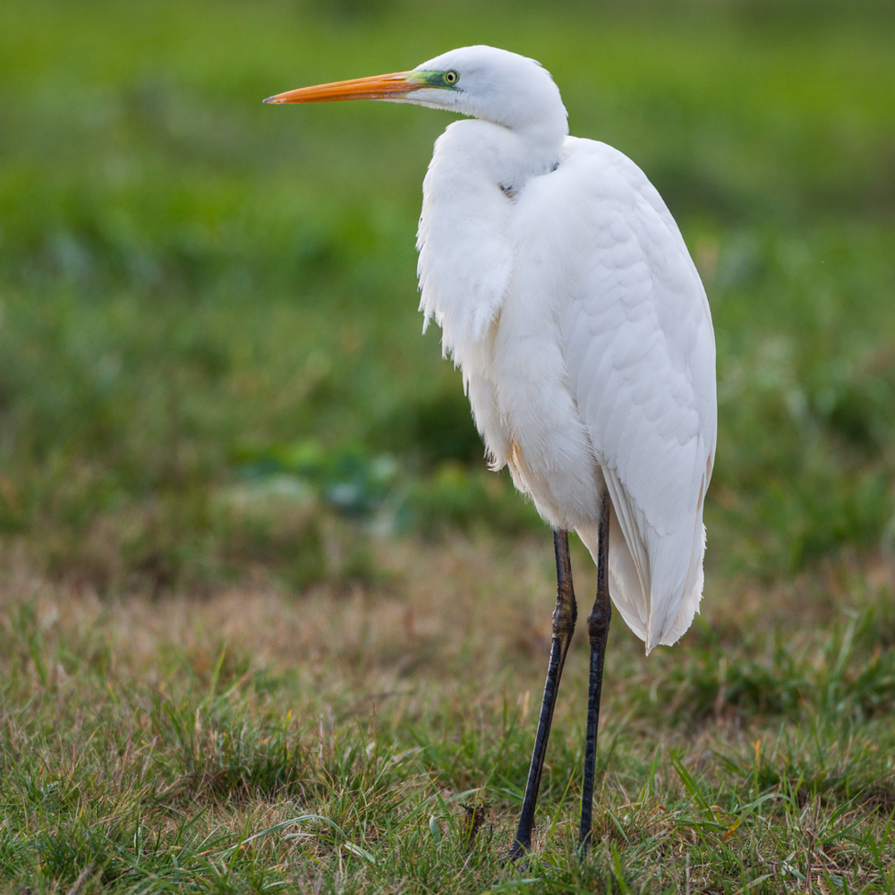 Species Spotlight: Great Egret — Back to the Bays