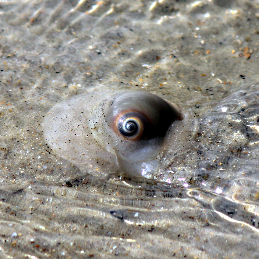 Species Spotlight: Moon Snail — Back to the Bays