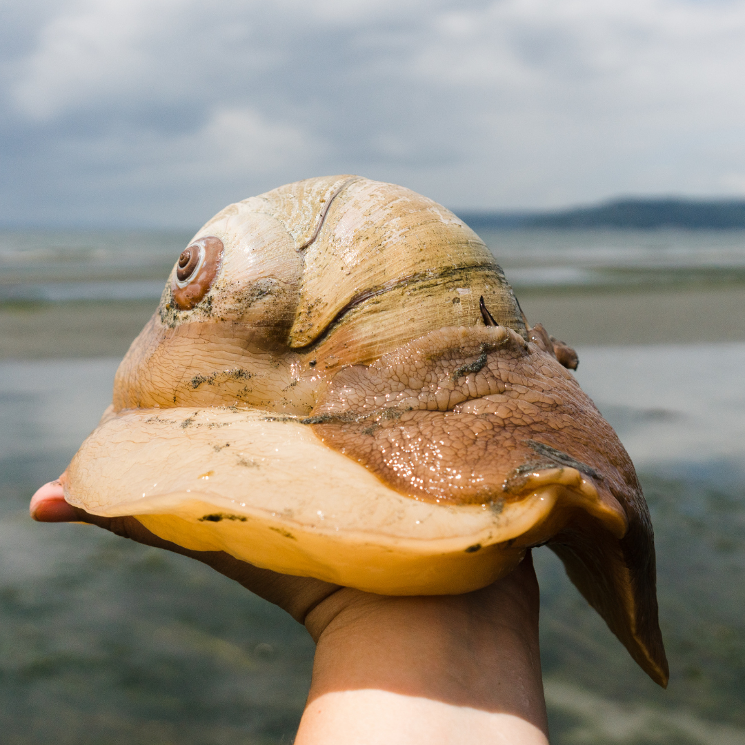 Species Spotlight: Moon Snail — Back to the Bays