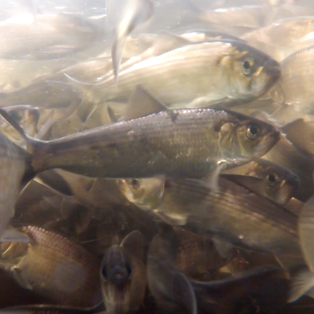 Species Spotlight: Alewife — Back to the Bays