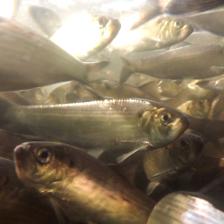 Species Spotlight: Alewife — Back to the Bays