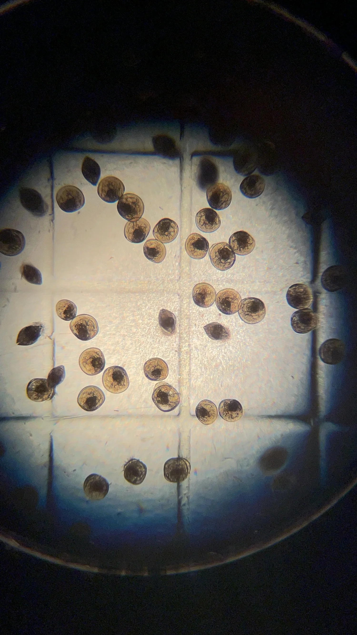 The Life Cycle of a Clam — Back to the Bays