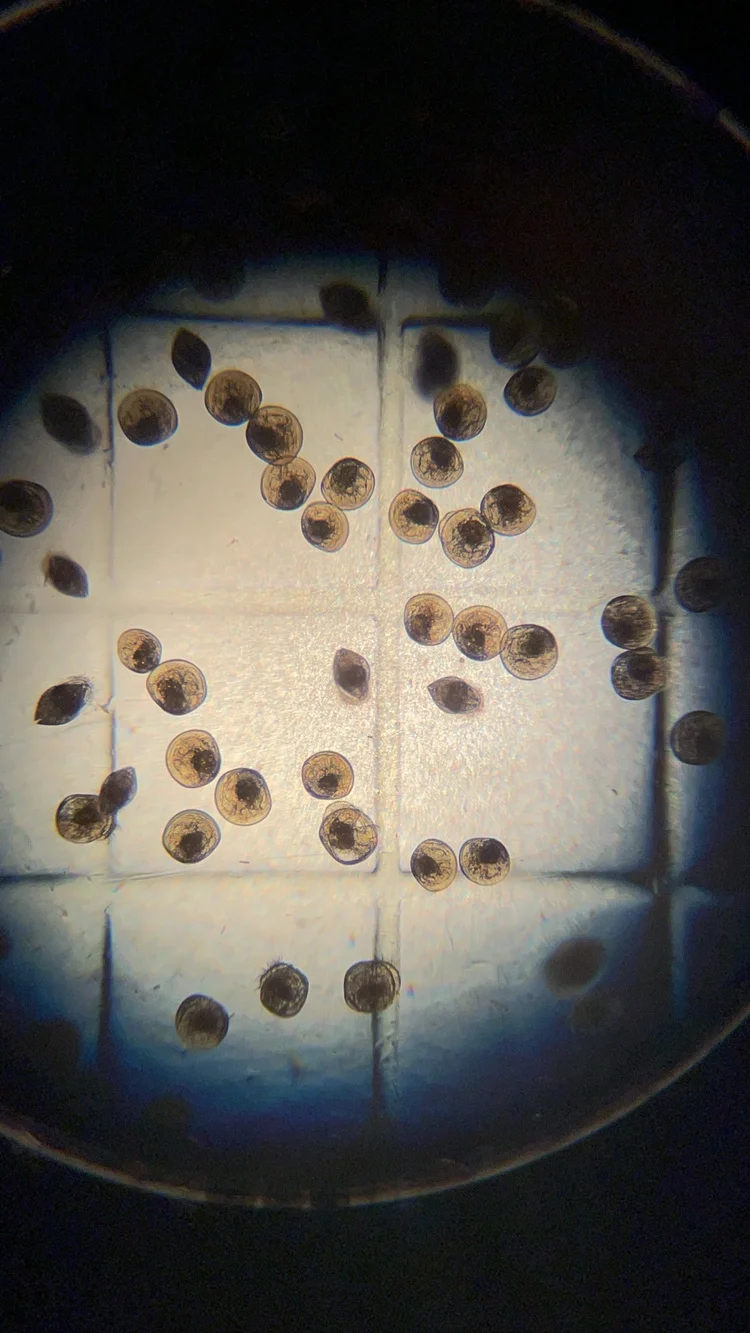 The Life Cycle of a Clam — Back to the Bays