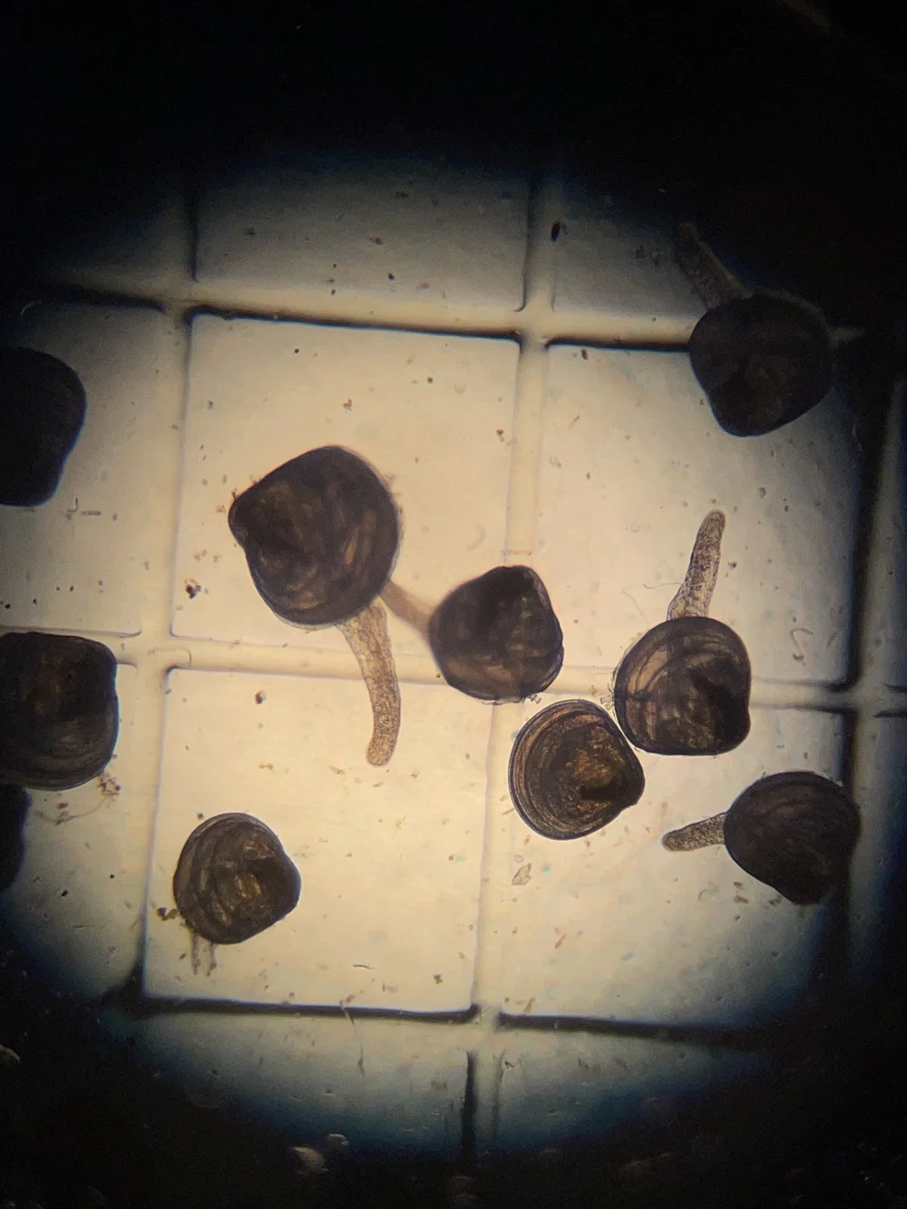 The Life Cycle of a Clam — Back to the Bays