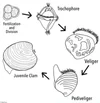 The Life Cycle of a Clam — Back to the Bays