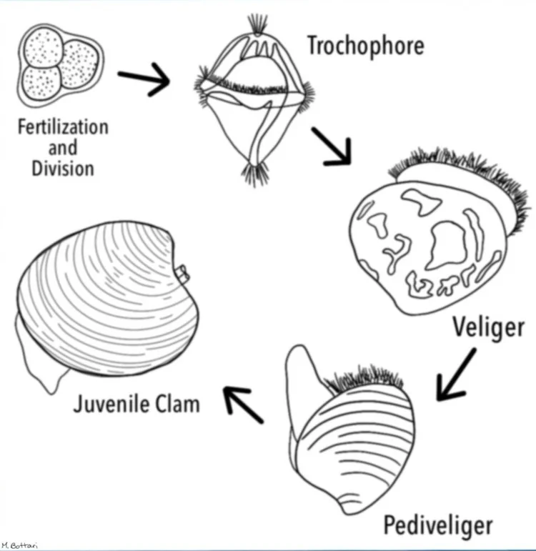 The Life Cycle of a Clam — Back to the Bays