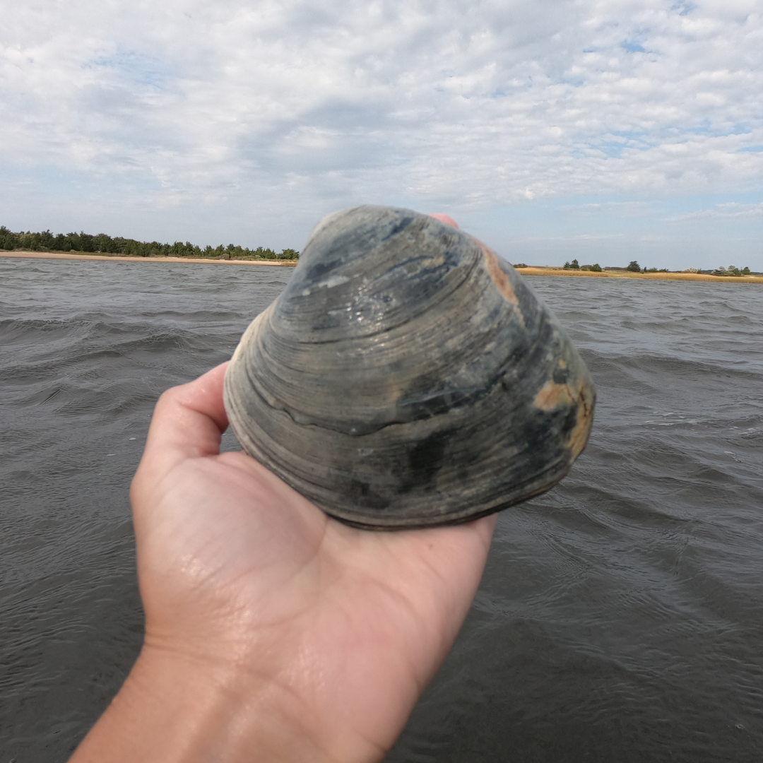 Species Spotlight: Hard Clam — Back to the Bays