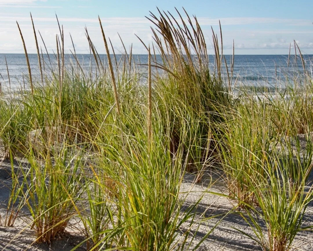Species Spotlight: American Beachgrass — Back to the Bays