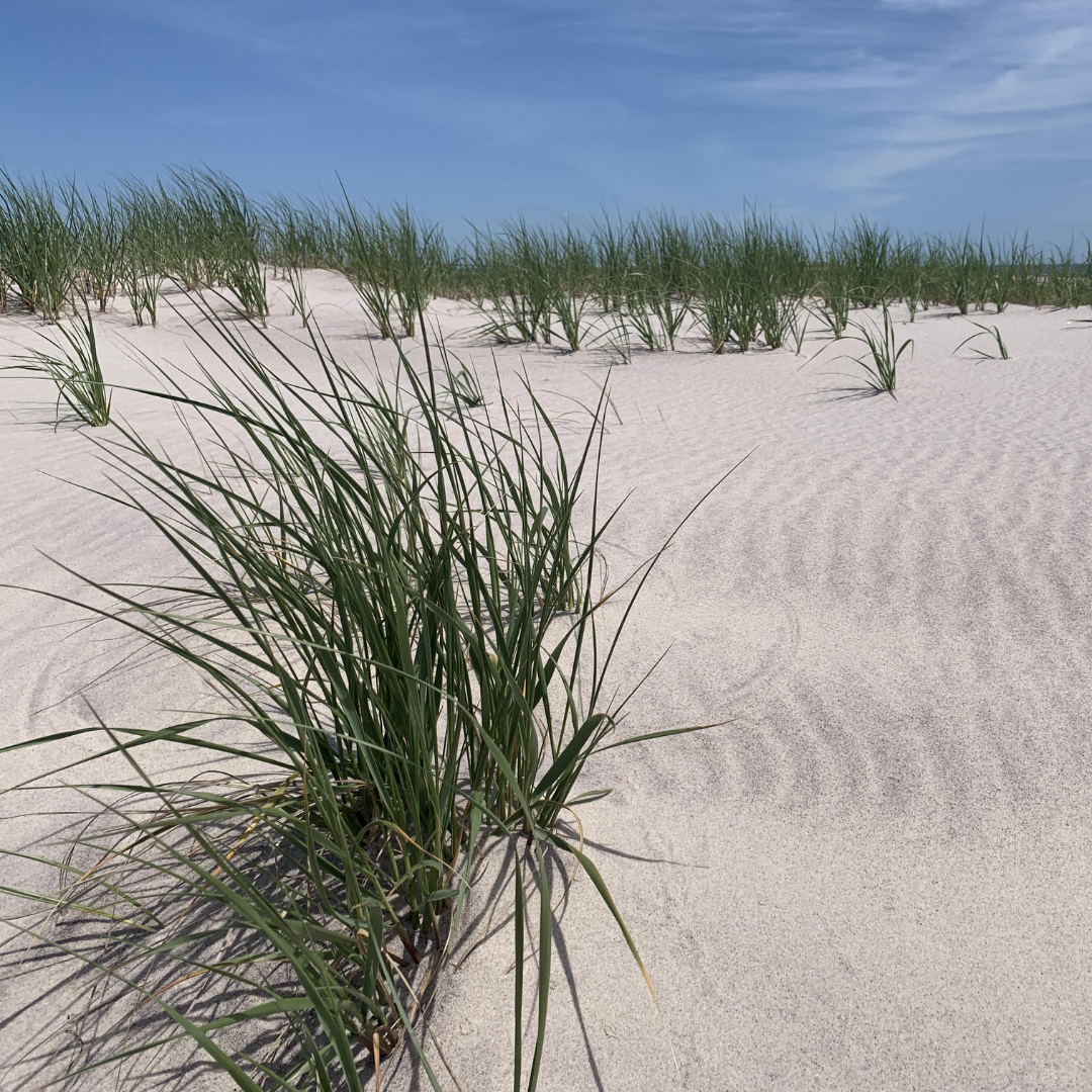 Species Spotlight: American Beachgrass — Back to the Bays