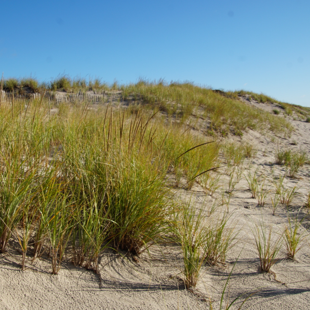 Species Spotlight: American Beachgrass — Back to the Bays