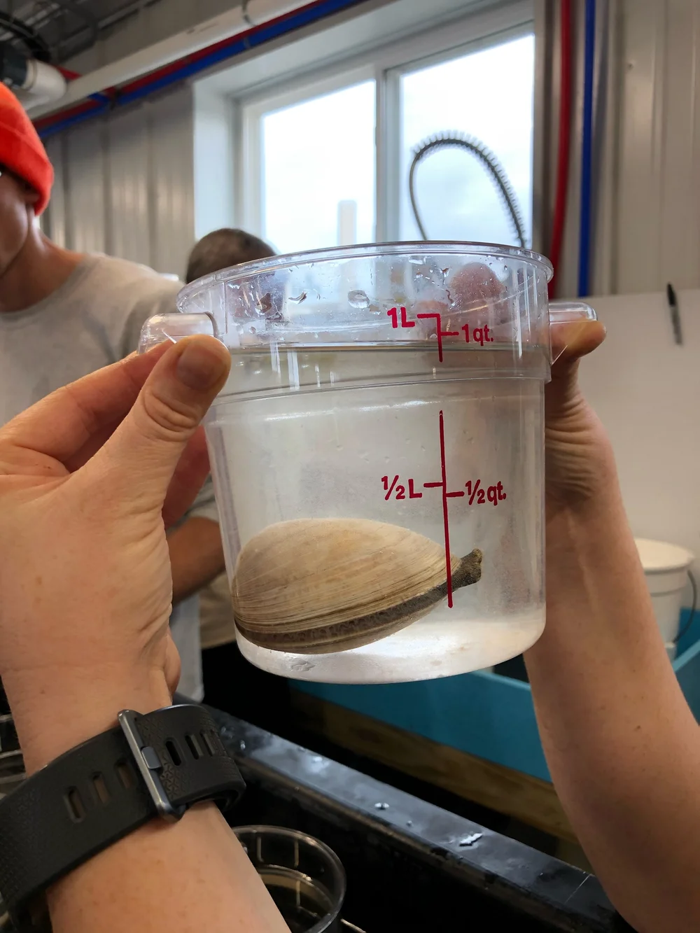 Its Shellfish Spawning Season! — Back to the Bays