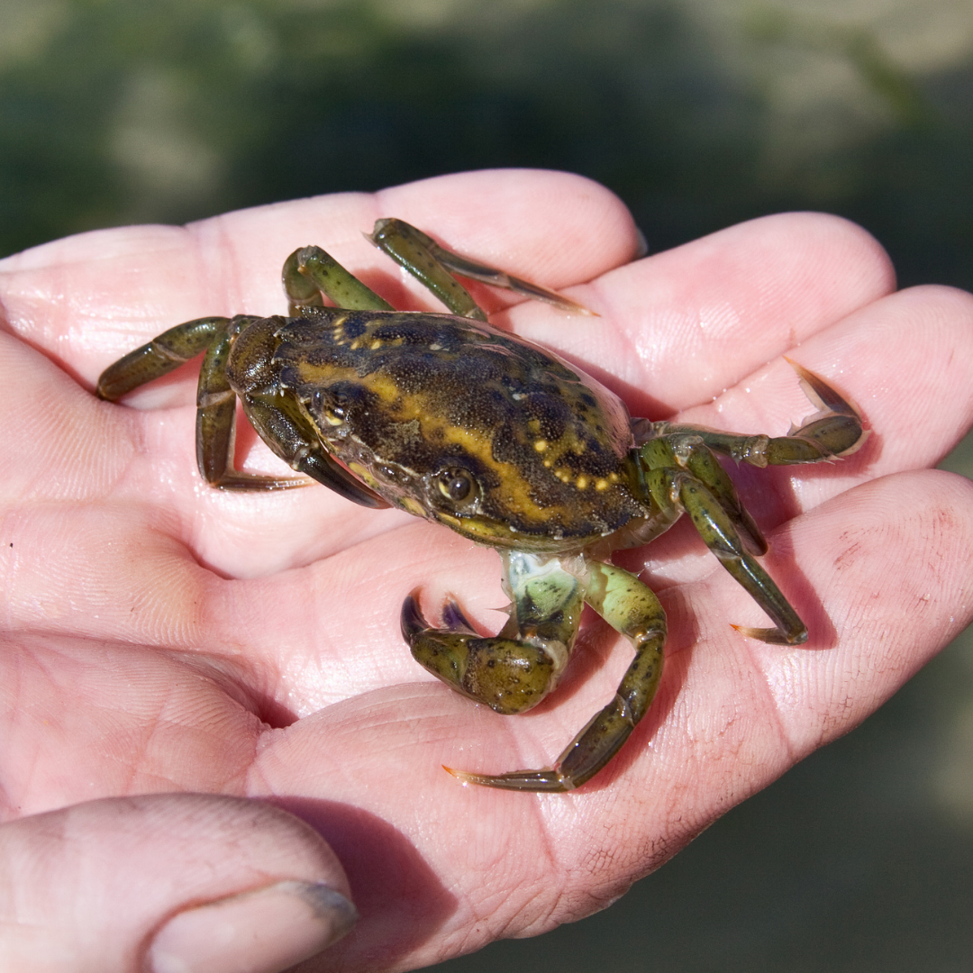 Species Spotlight: Green Crab — Back to the Bays