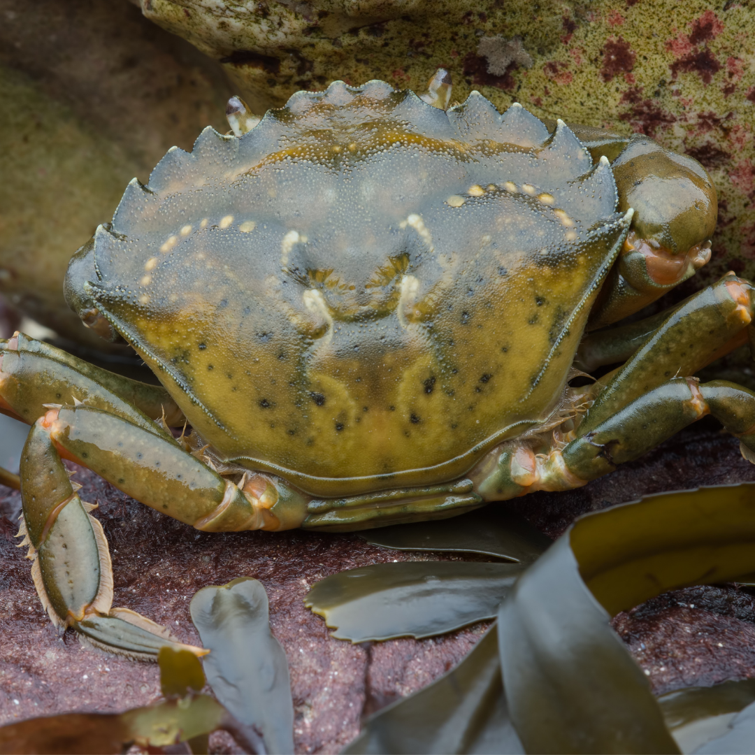 Species Spotlight: Green Crab — Back to the Bays