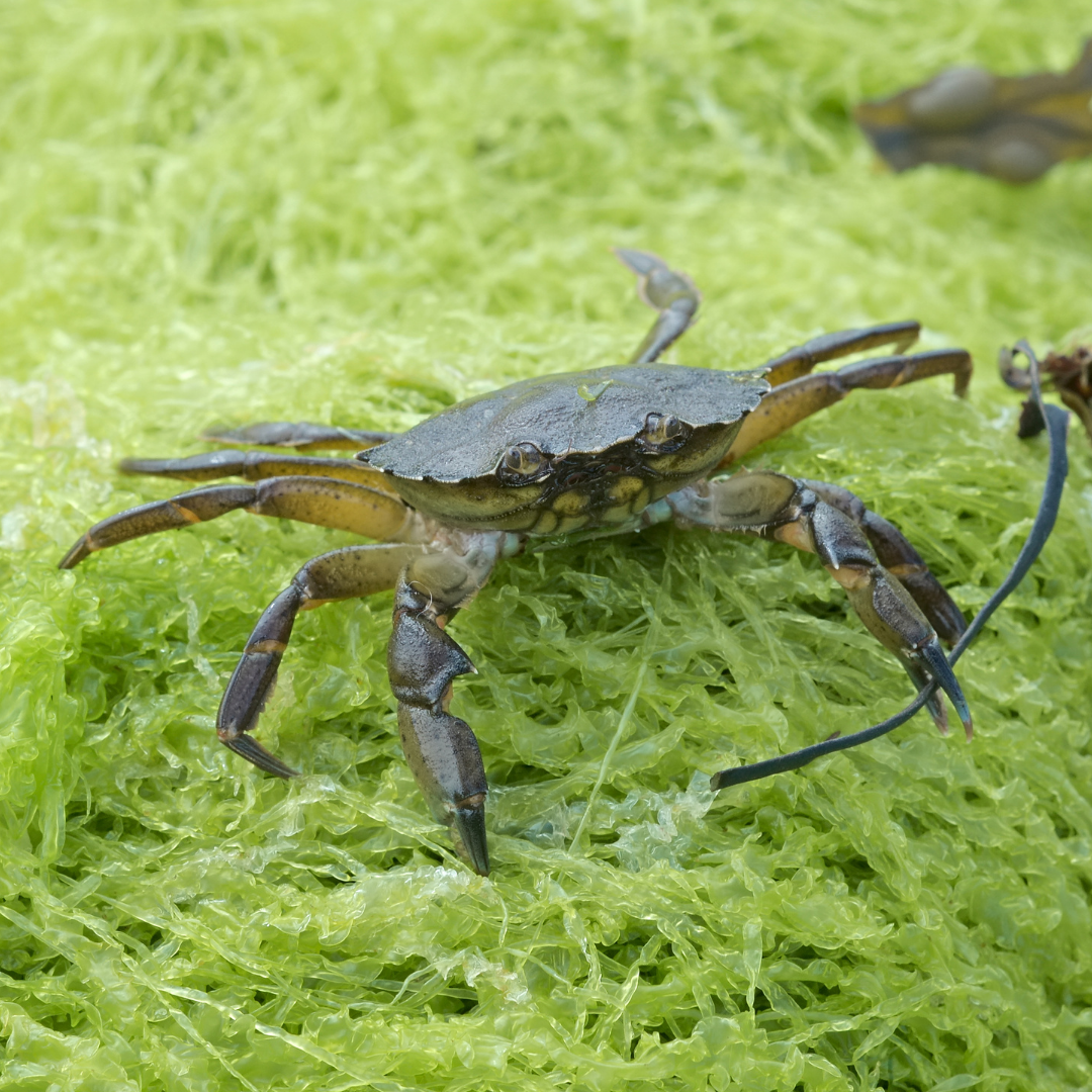 Species Spotlight: Green Crab — Back to the Bays