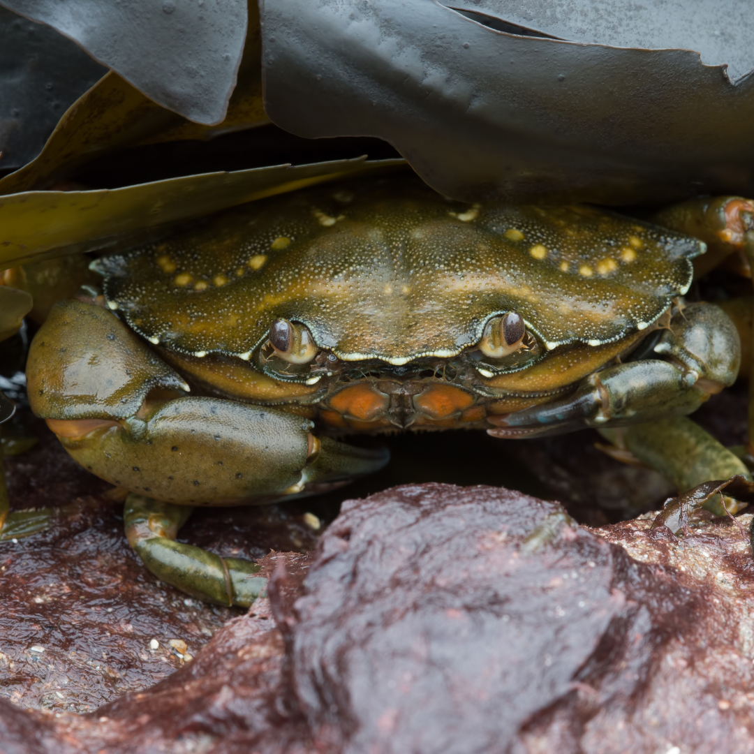 Species Spotlight: Green Crab — Back to the Bays