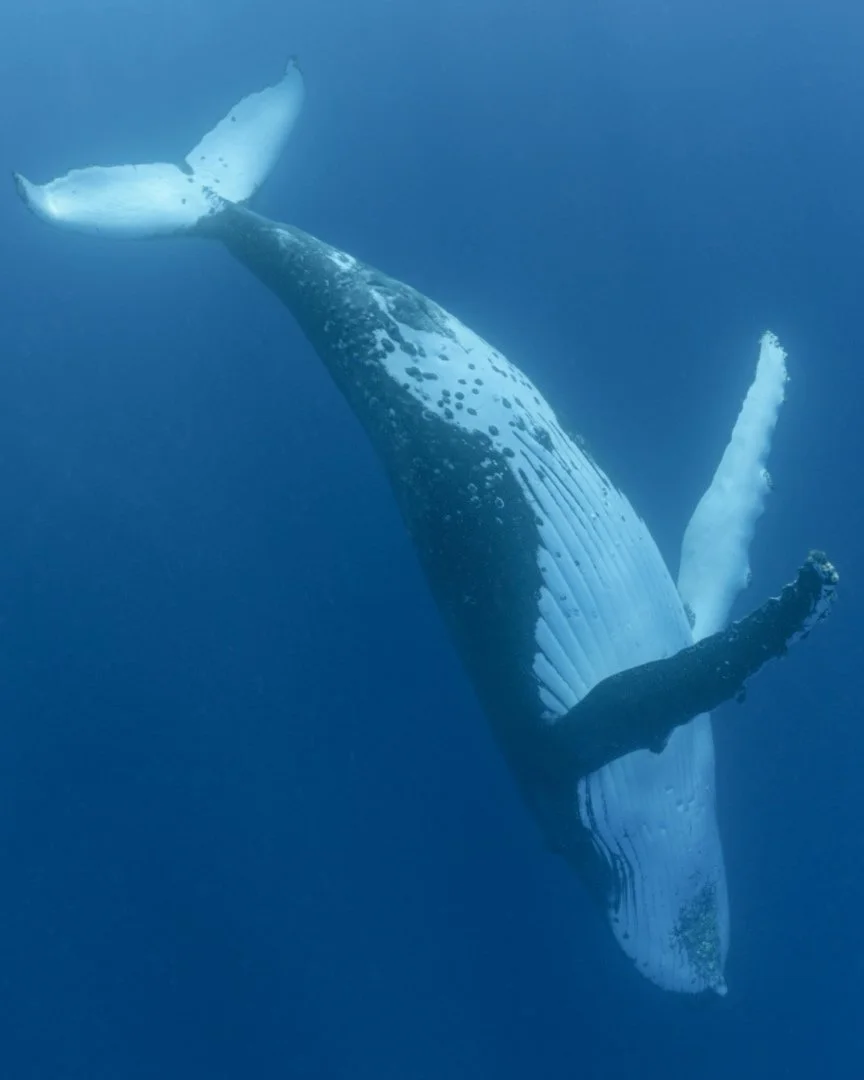 Species Spotlight: Humpback Whale — Back to the Bays