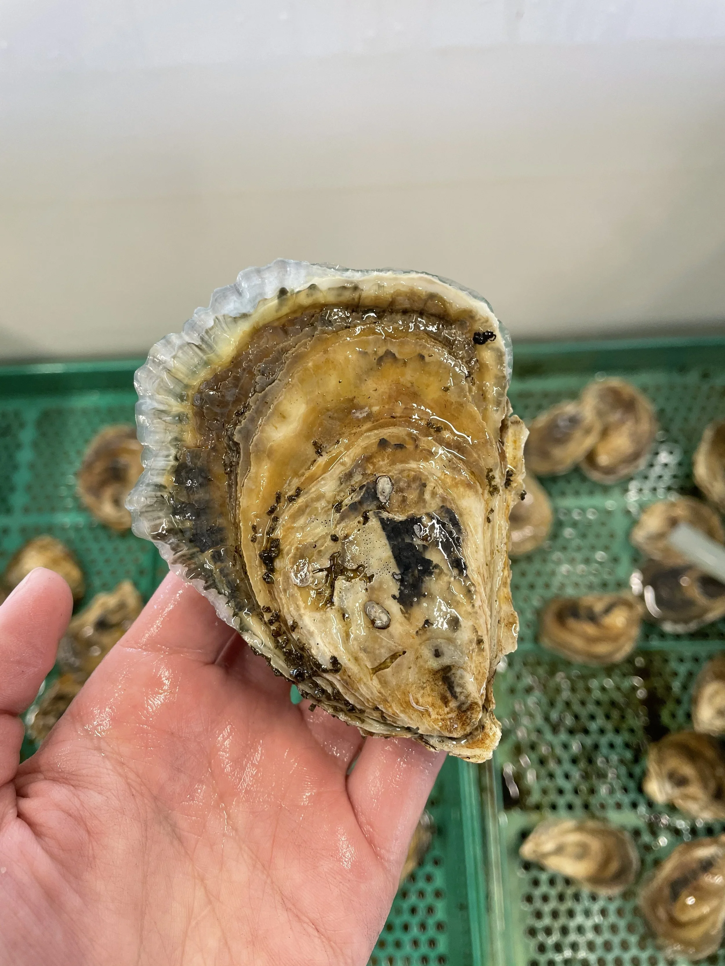 Species Spotlight: Eastern Oyster — Back to the Bays