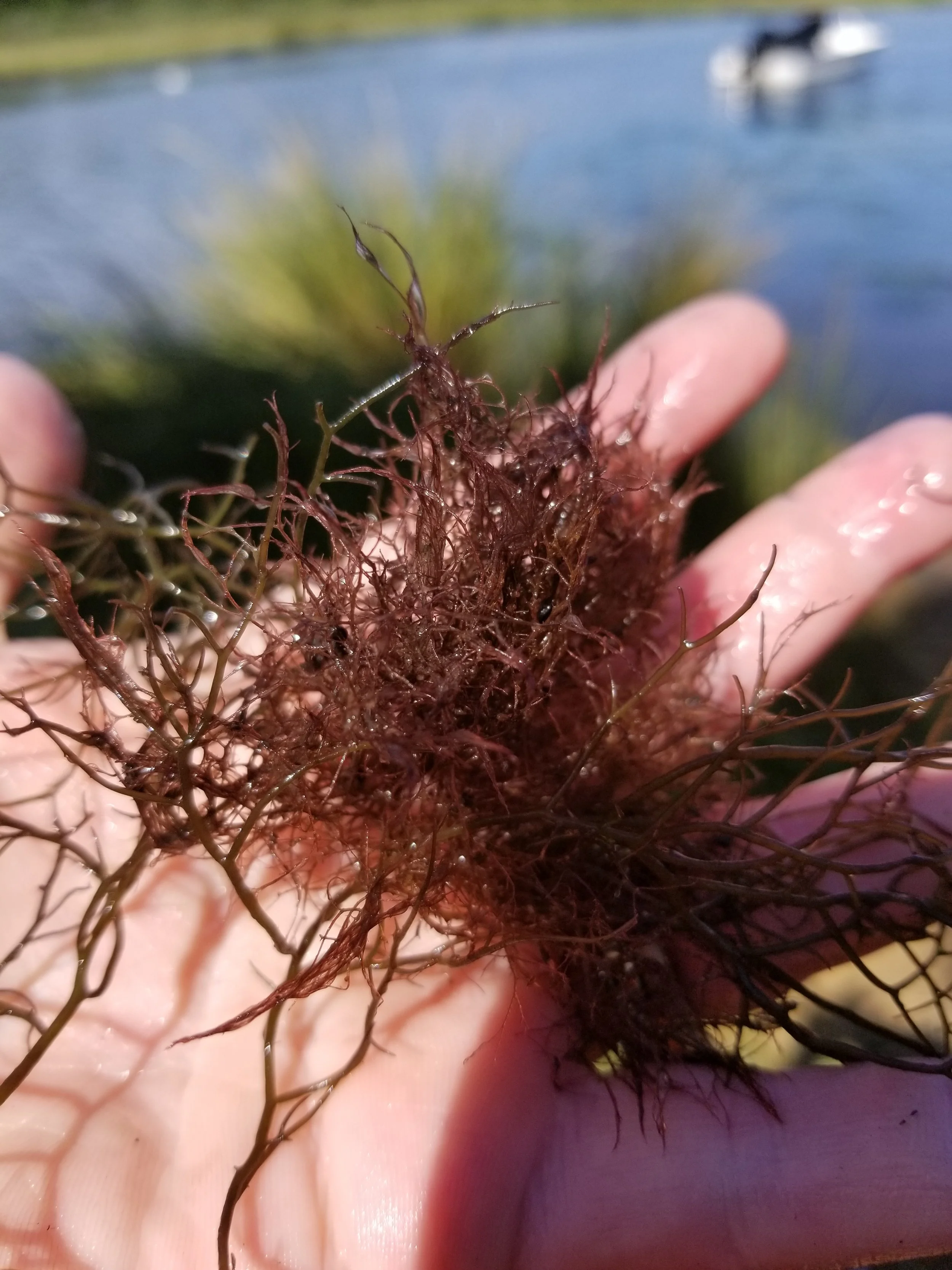 Seaweed/Macroalgae — Back to the Bays