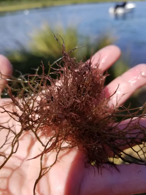 Seaweed/Macroalgae — Back to the Bays