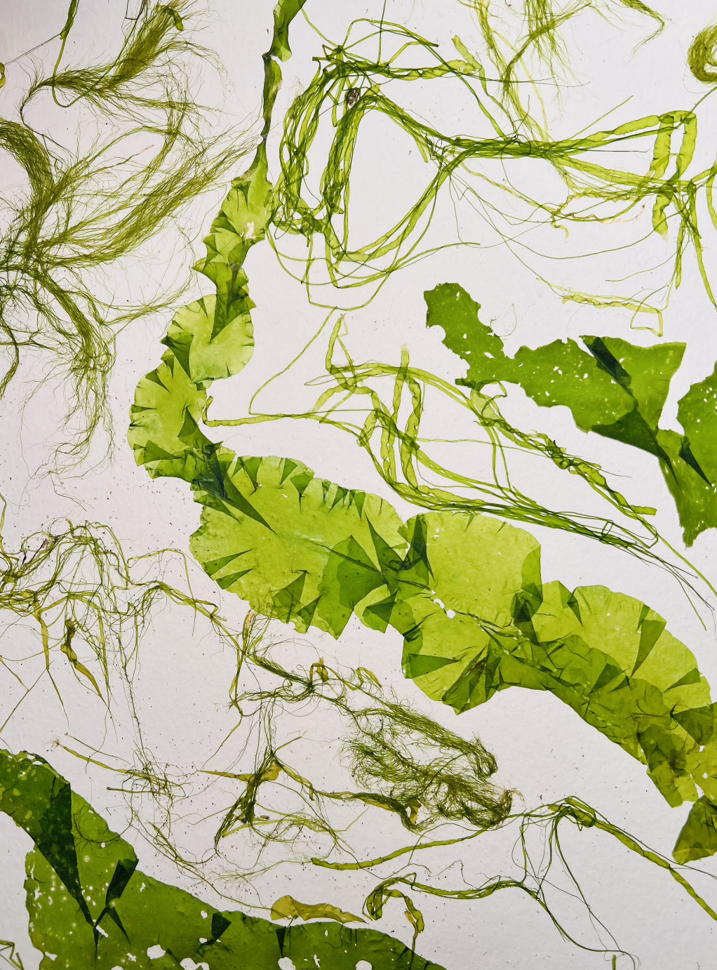 Seaweed/Macroalgae — Back to the Bays