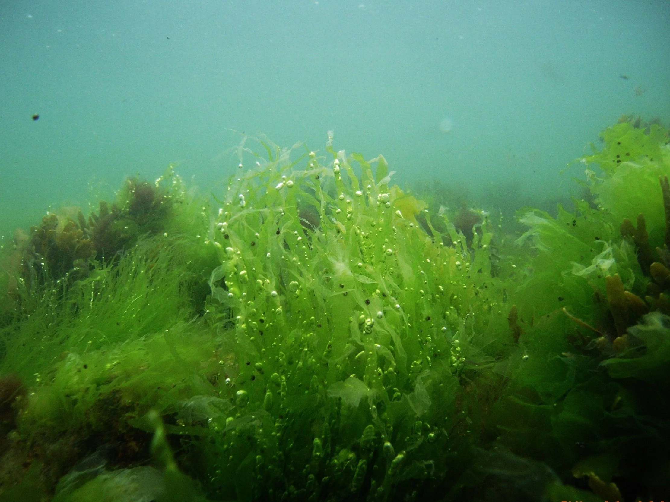 Seaweed/Macroalgae — Back to the Bays