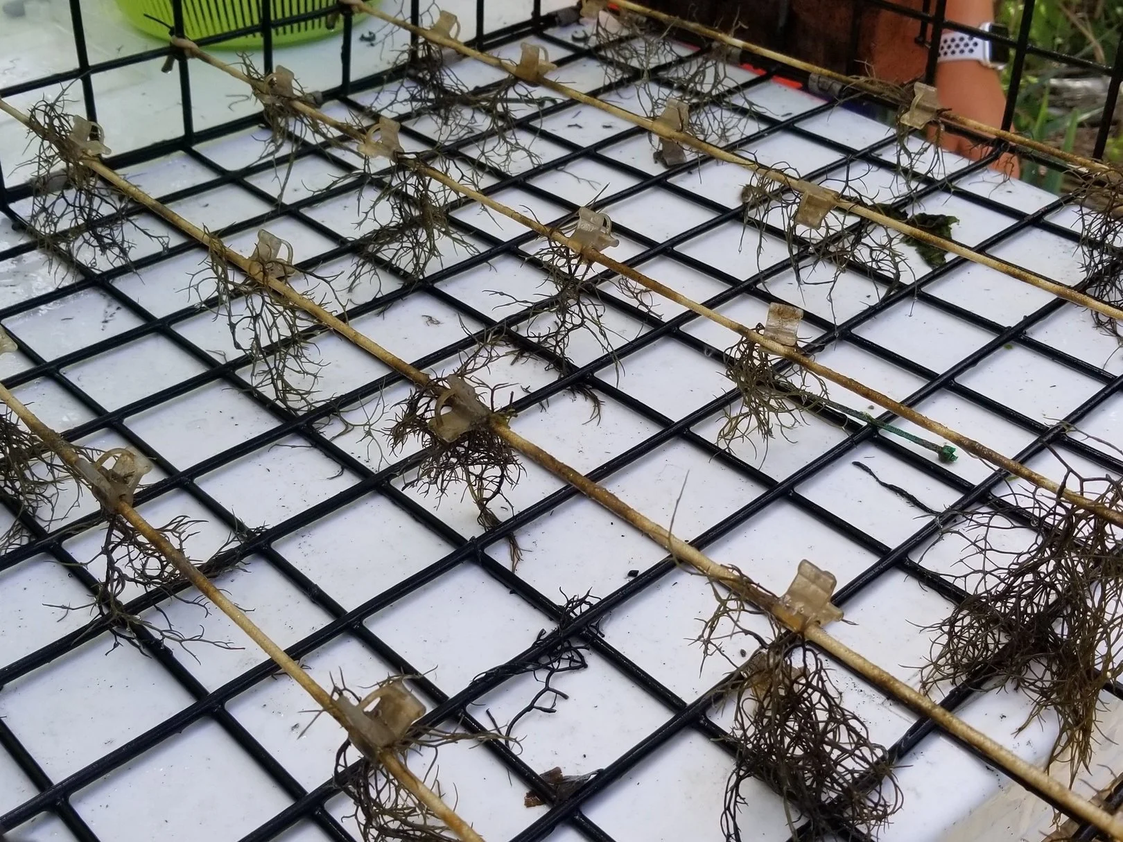 Seaweed/Macroalgae — Back to the Bays
