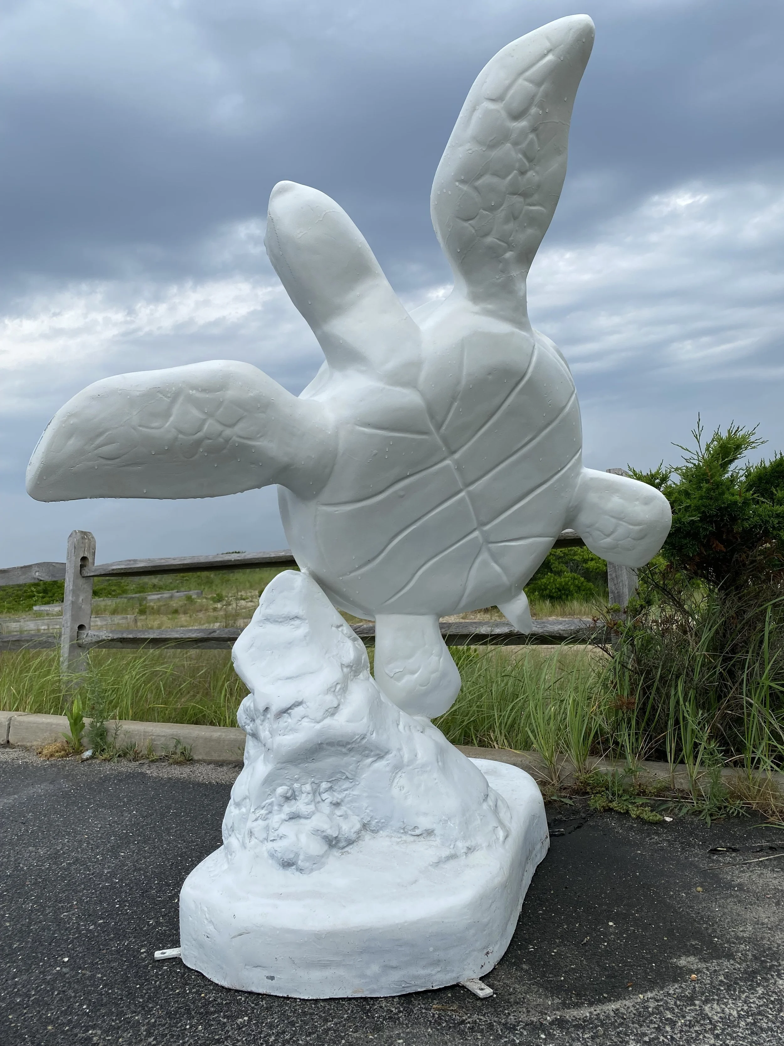 Tiana Turtle — Back to the Bays