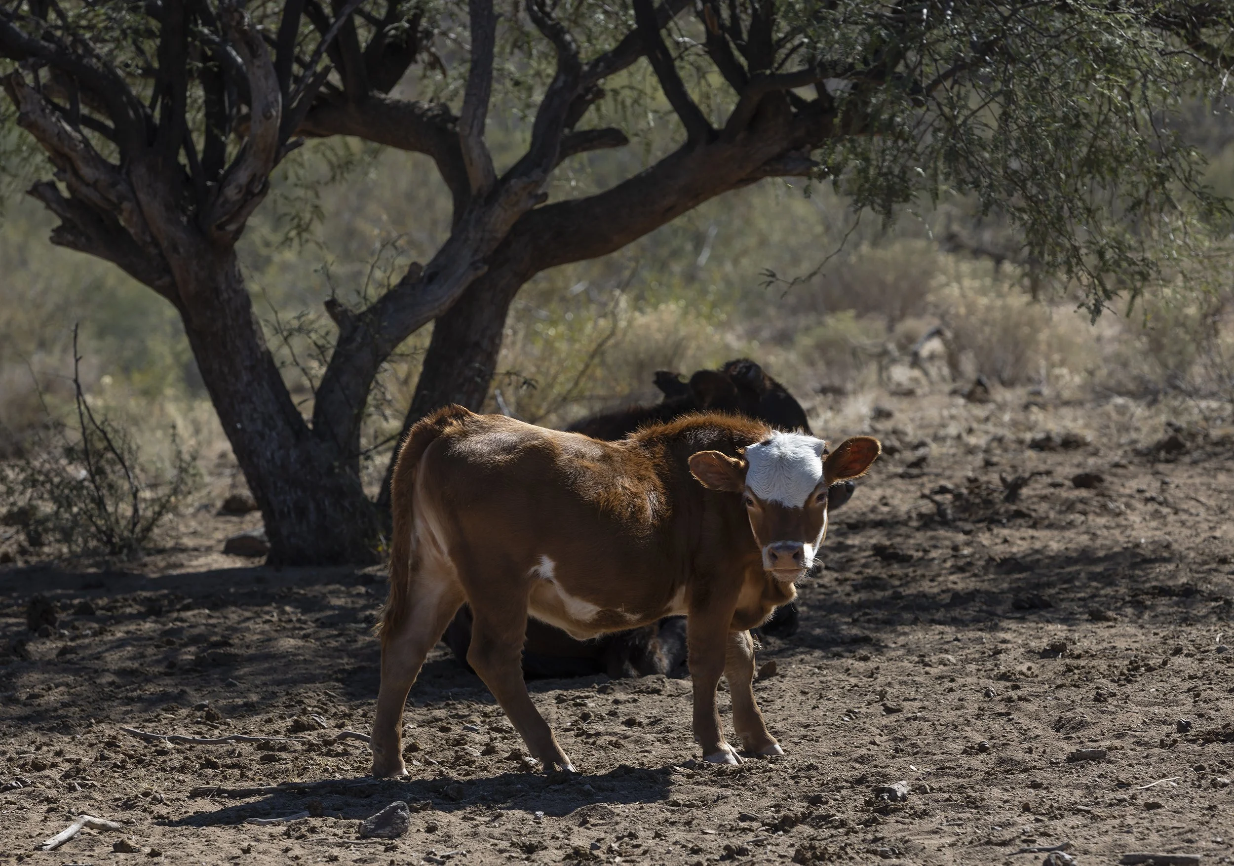 Round-Ups & Cattle Drives — Tombstone Monument Ranch & Cattle Co