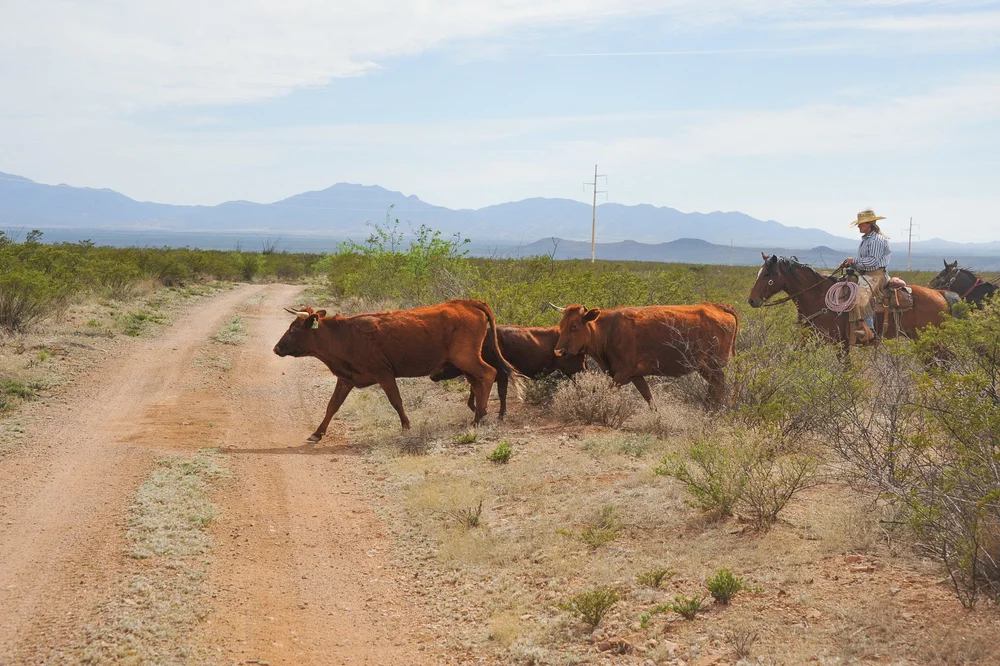 Round-Ups & Cattle Drives — Tombstone Monument Ranch & Cattle Co