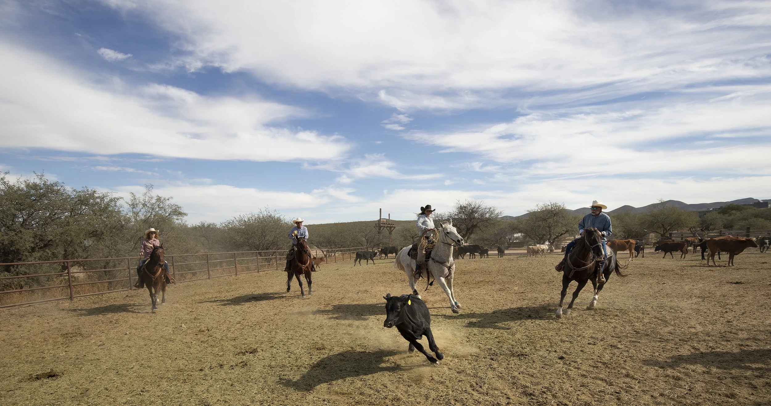 Round-Ups & Cattle Drives — Tombstone Monument Ranch & Cattle Co