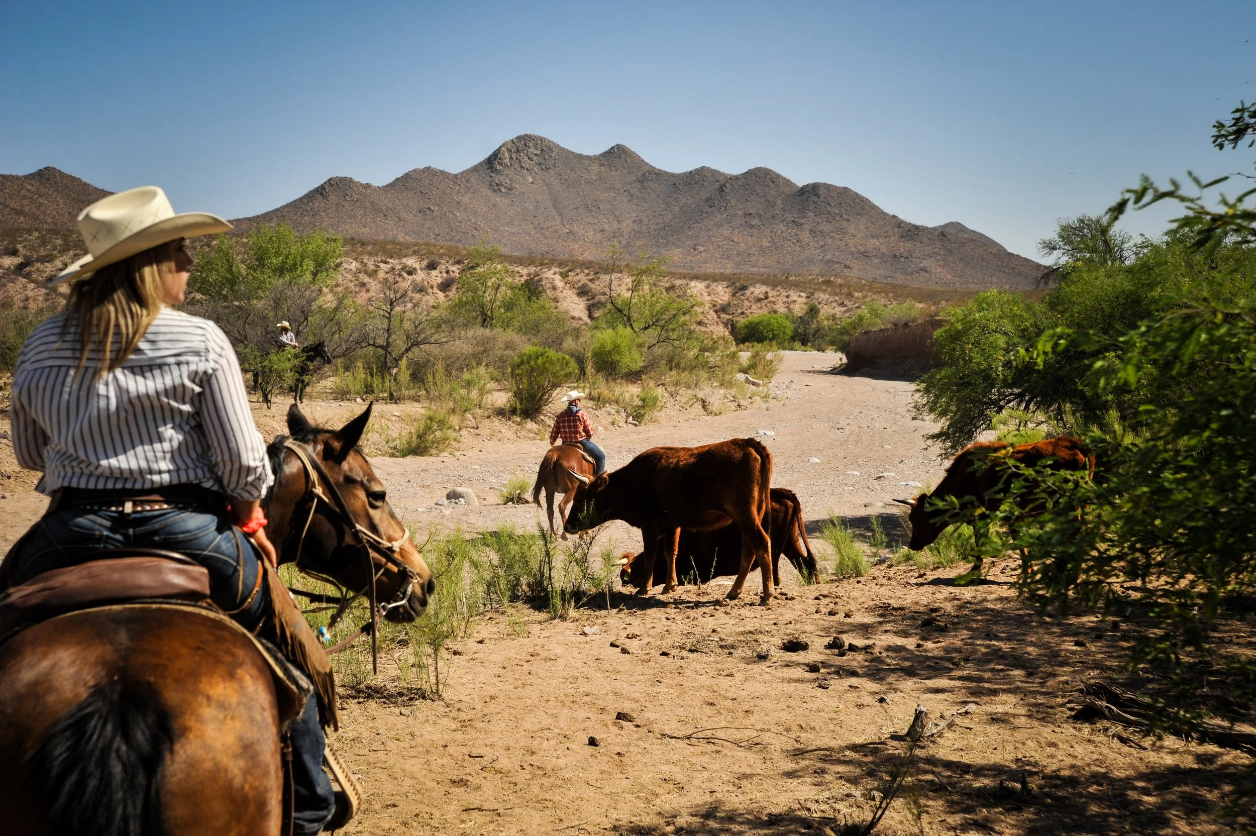 Gatherings & Cattle Drives — Tombstone Monument Ranch & Cattle Co