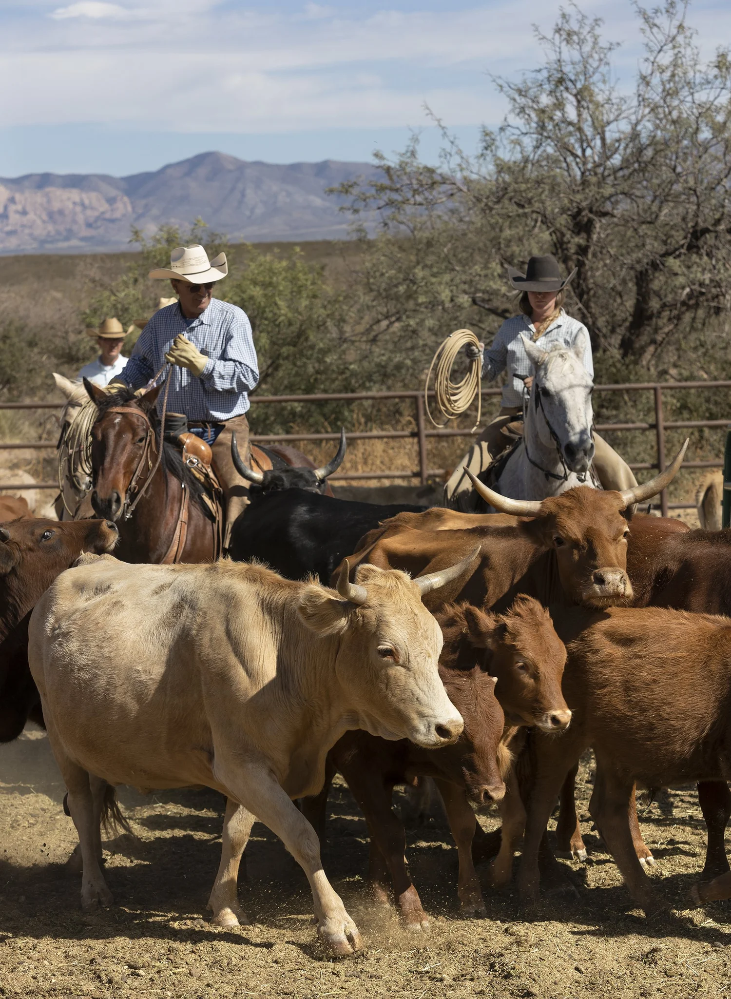 Tombstone Monument Ranch & Cattle Co — Arizona Dude Ranch