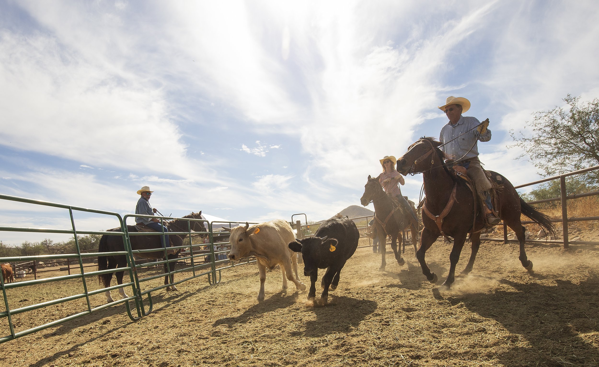 Round-Ups & Cattle Drives — Tombstone Monument Ranch & Cattle Co