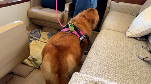 A Unique Journey: Flying Private with K9 Jets for Dogs — Noel Philips